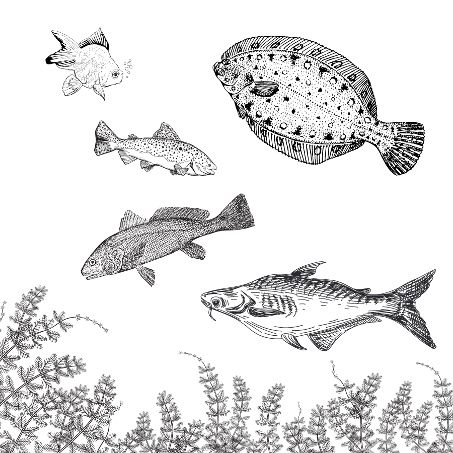 Live Fish – The Beastiary