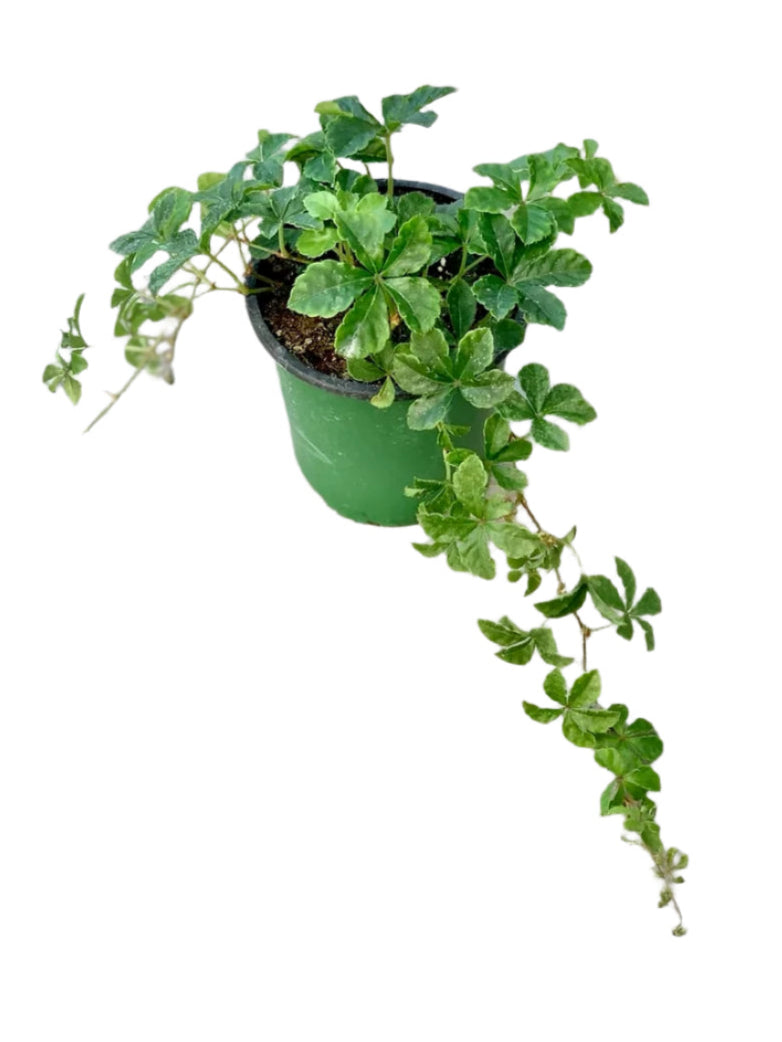 Sugar Vine - Assorted – The Beastiary