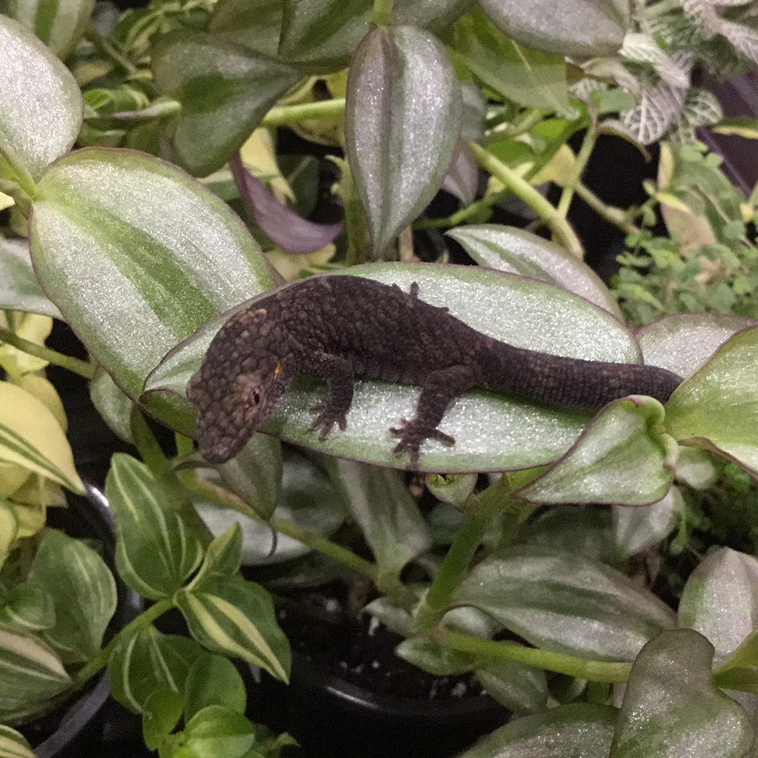 Chameleon Gecko babies – The Beastiary