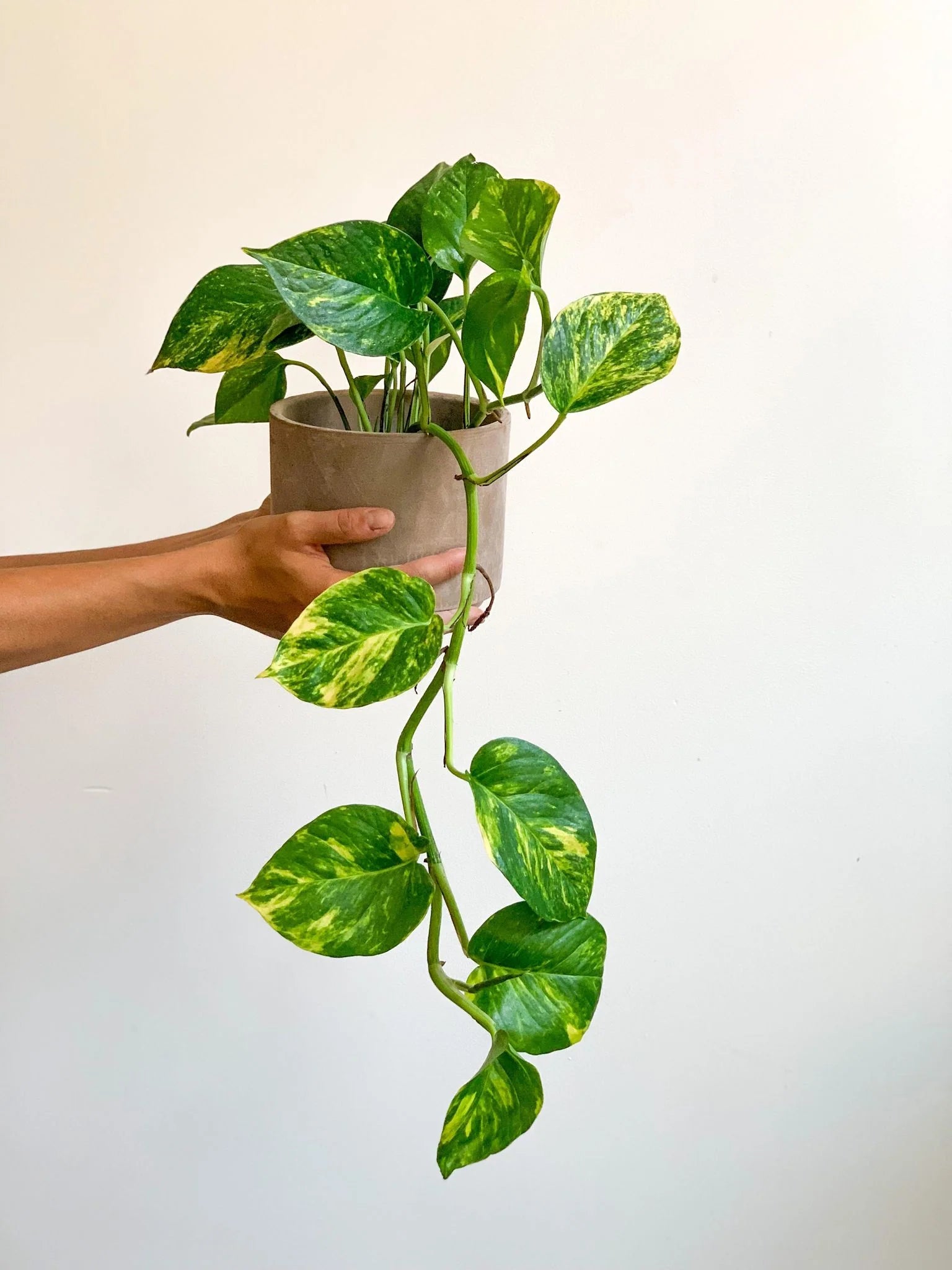 Pothos - Assorted – The Beastiary