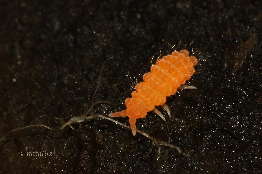 Orange Springtails – The Beastiary