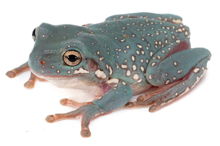 Whites Tree Frog - Snowflake – The Beastiary