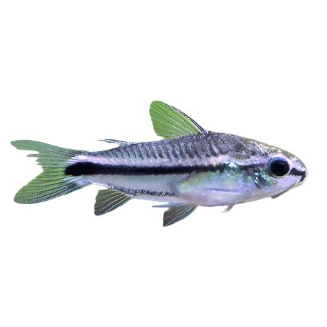 Pygmy Corydora – The Beastiary