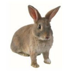 Frozen Whole Rabbit 500-800gr – The Beastiary