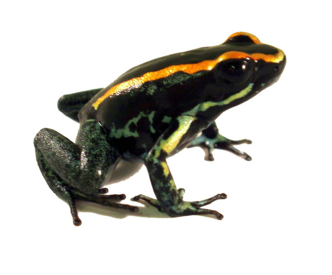 Phyllobates vittatus 'Gulf Coast' - Poison Dart Frog - Juvenile – The ...
