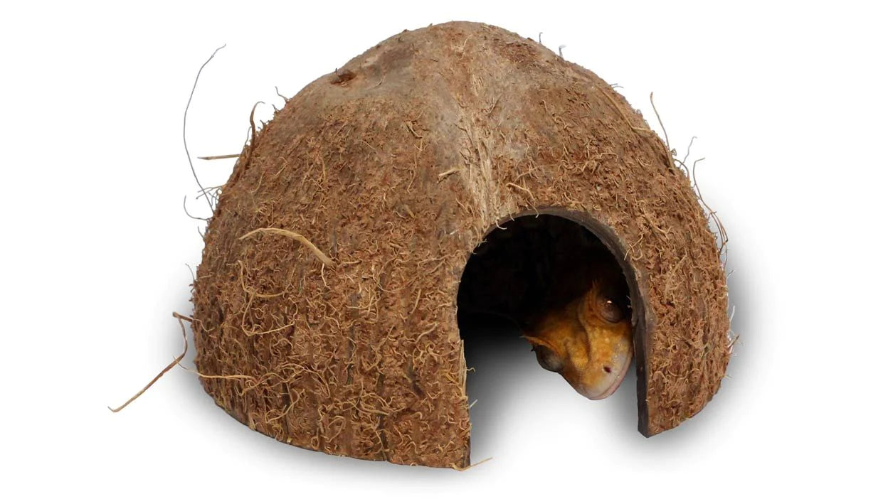 Coconut Hide - 1/2 Shell – The Beastiary