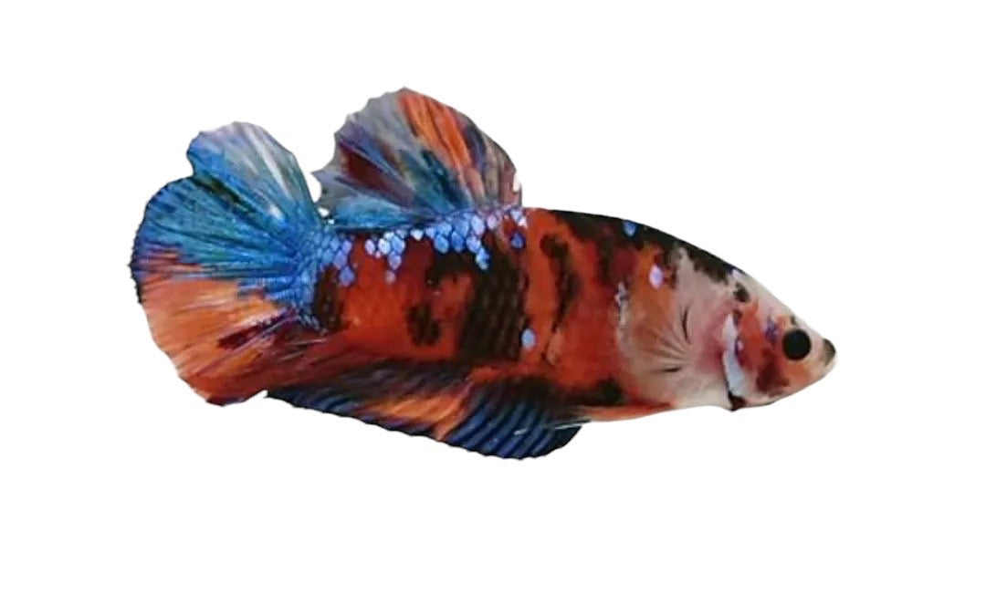 Betta Fish - Male – The Beastiary