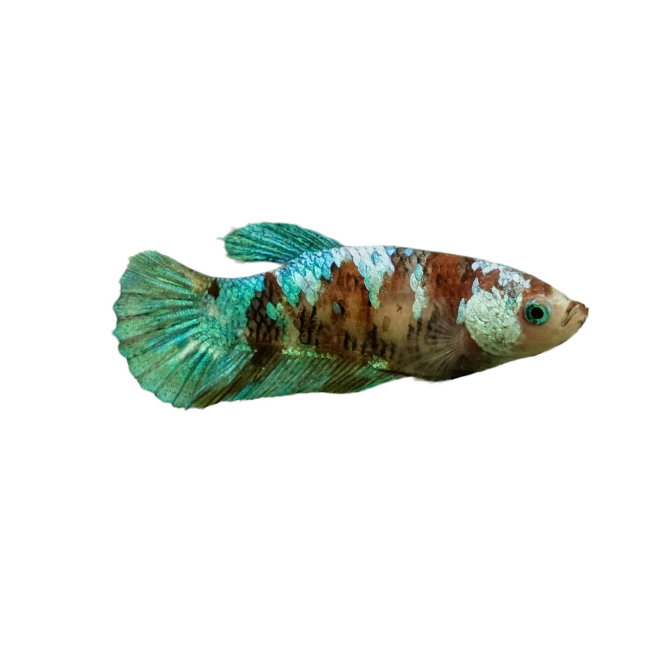 Betta Fish - Females – The Beastiary